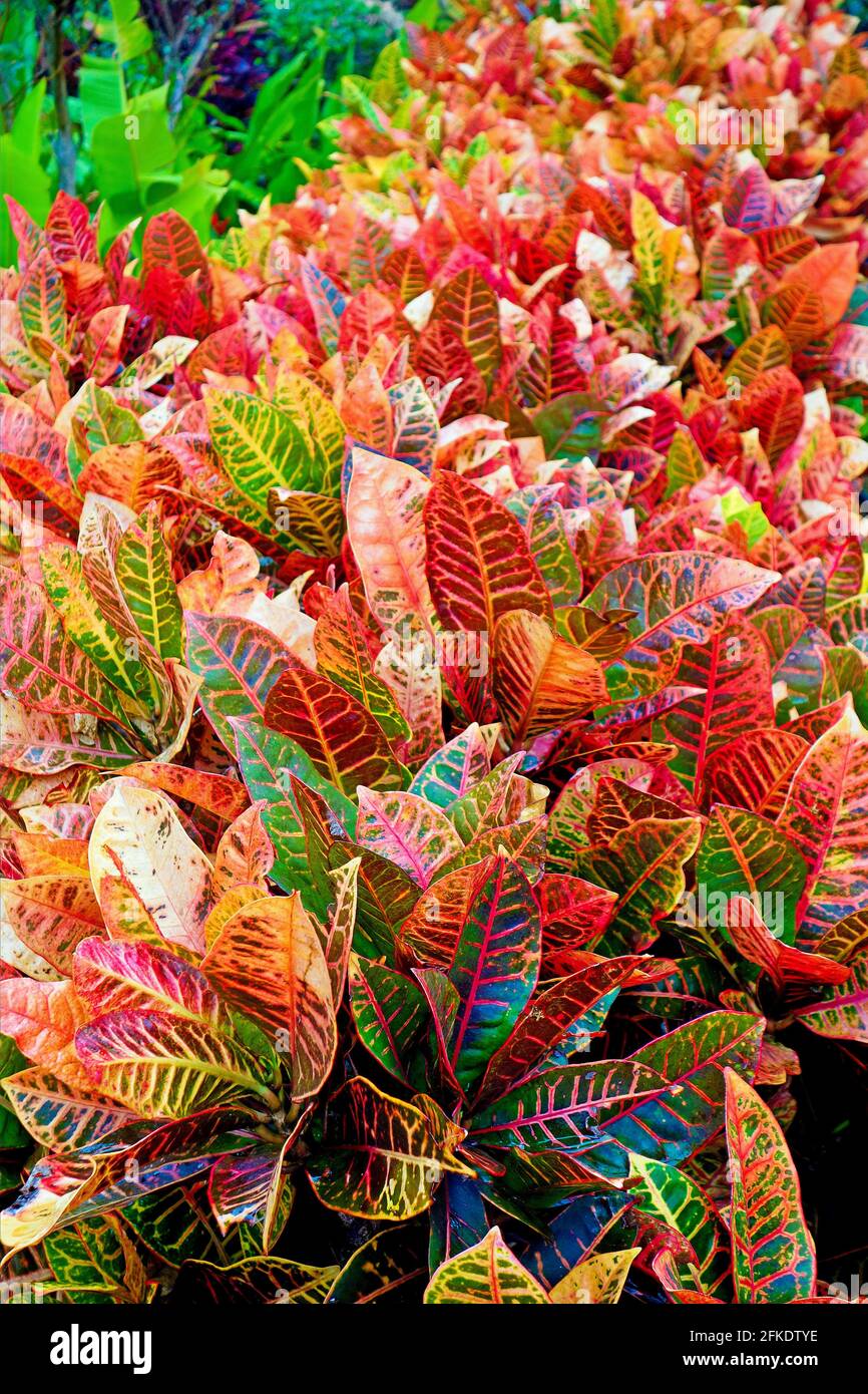 Vertical shot of the colorful leaves of codiaeum variegatum Stock Photo ...