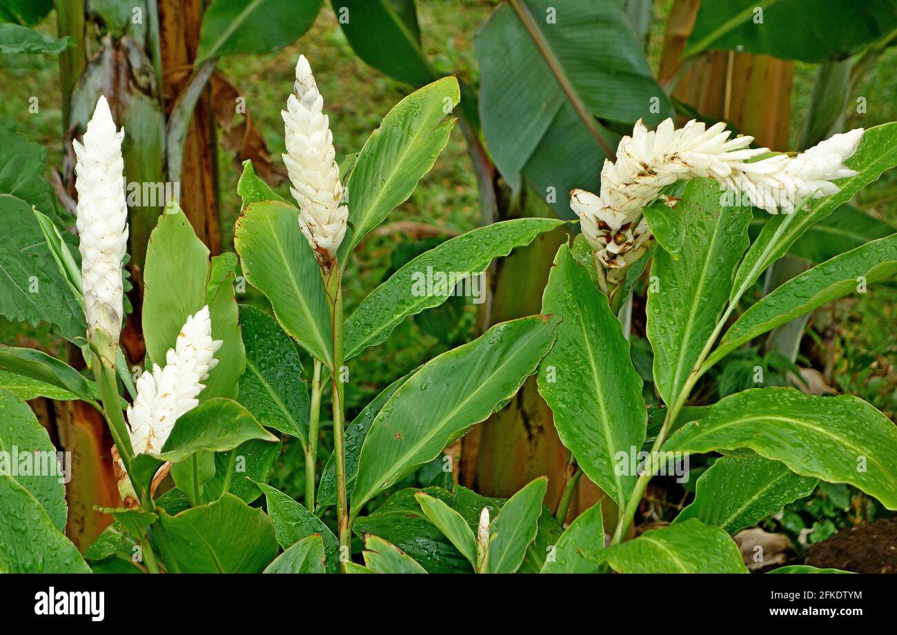 Beautiful white alpinia purpurata flowers Stock Photo - Alamy