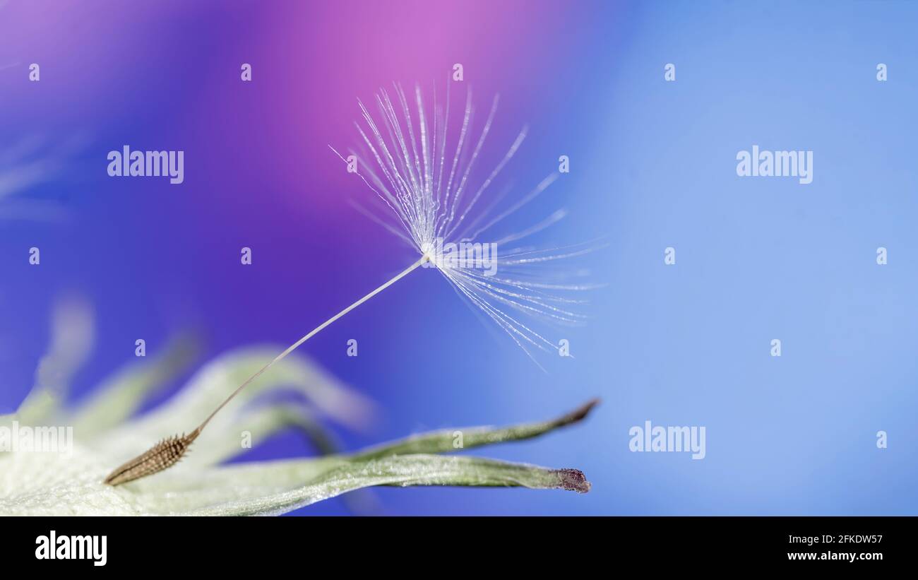 Pappus of a dandelion seed with blurred blue pink background Stock ...