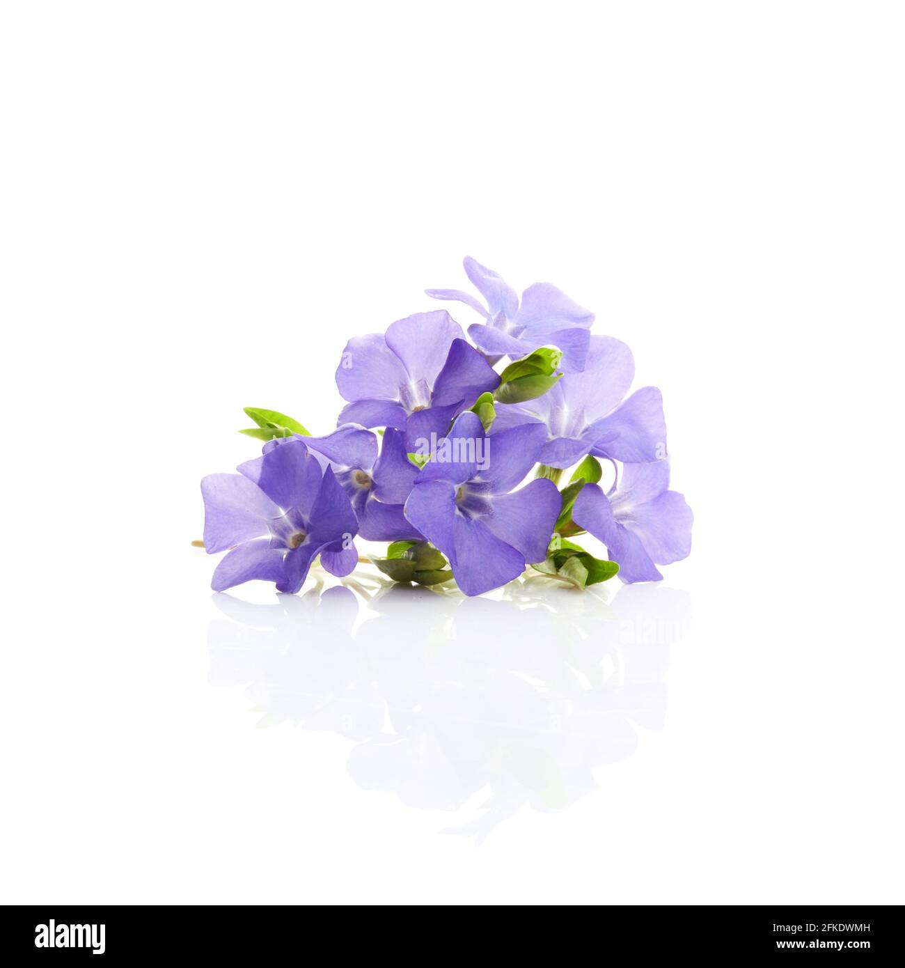 Periwinkle Flower High Resolution Stock Photography and Images - Alamy