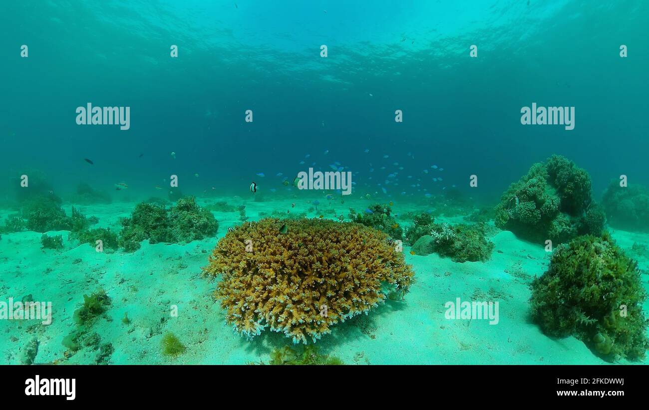 Tropical colourful underwater seascape.The underwater world with ...