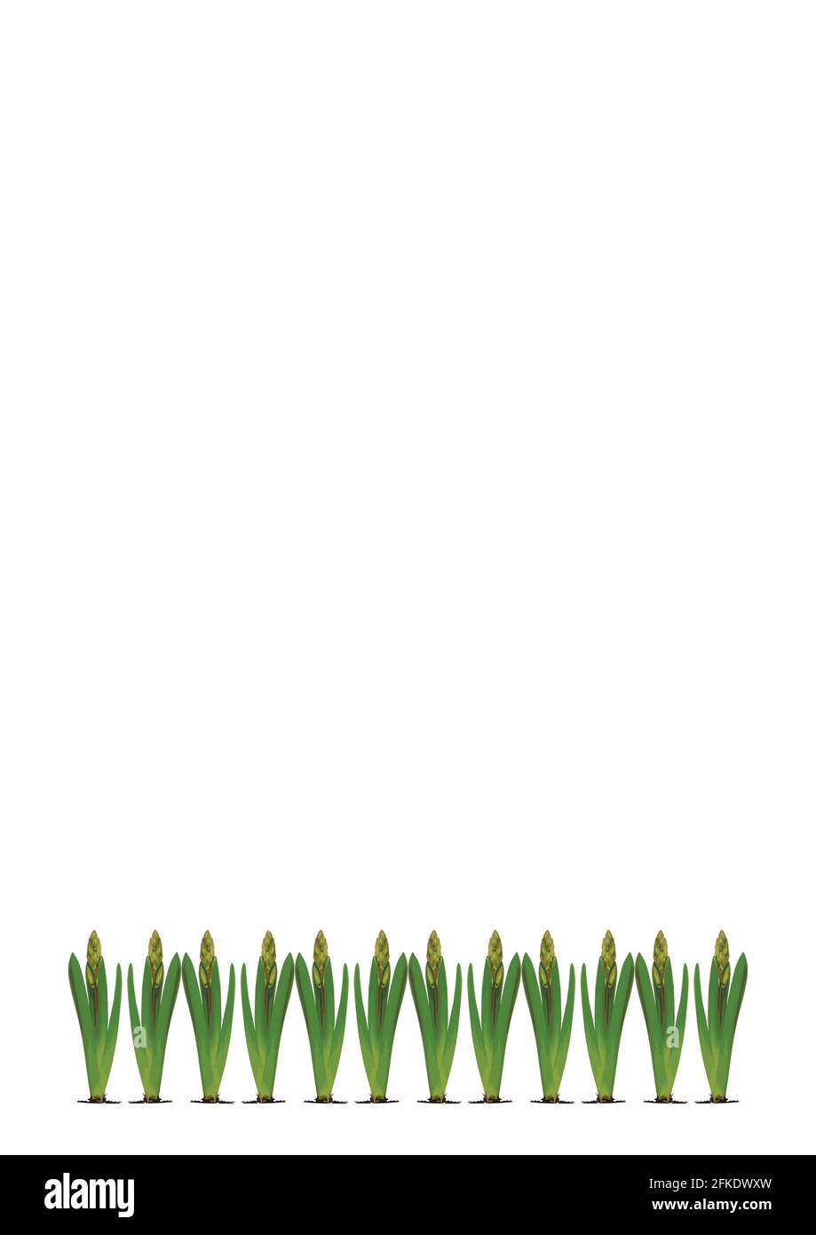Spring. They cursed from the bulbs of hyacinth. Frame on a vertical ...