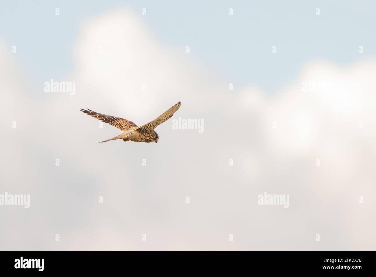 Kestrel wings down hi-res stock photography and images - Alamy