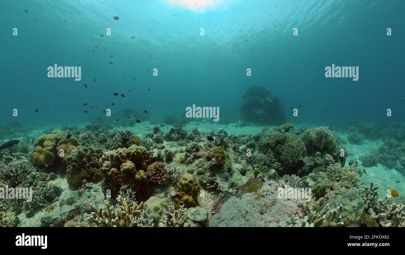 Underwater Scene Coral Reef. Underwater sea fish. Tropical reef marine ...