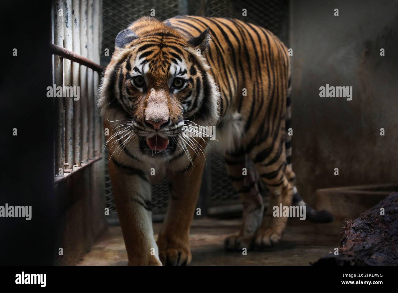 Tiger Inside Cage High Resolution Stock Photography and Images - Alamy