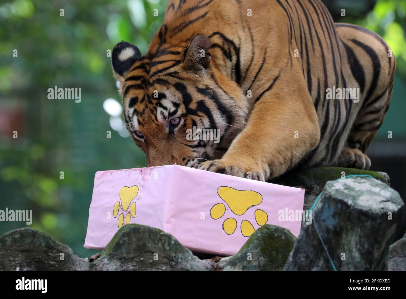 Zoo tiger in a box hi-res stock photography and images - Alamy