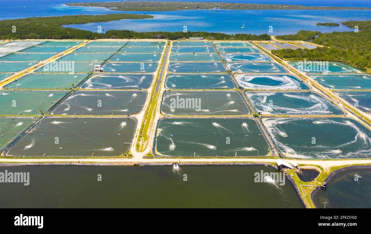 Aerial view of the prawn farm with aerator pump. Bohol, Philippines ...