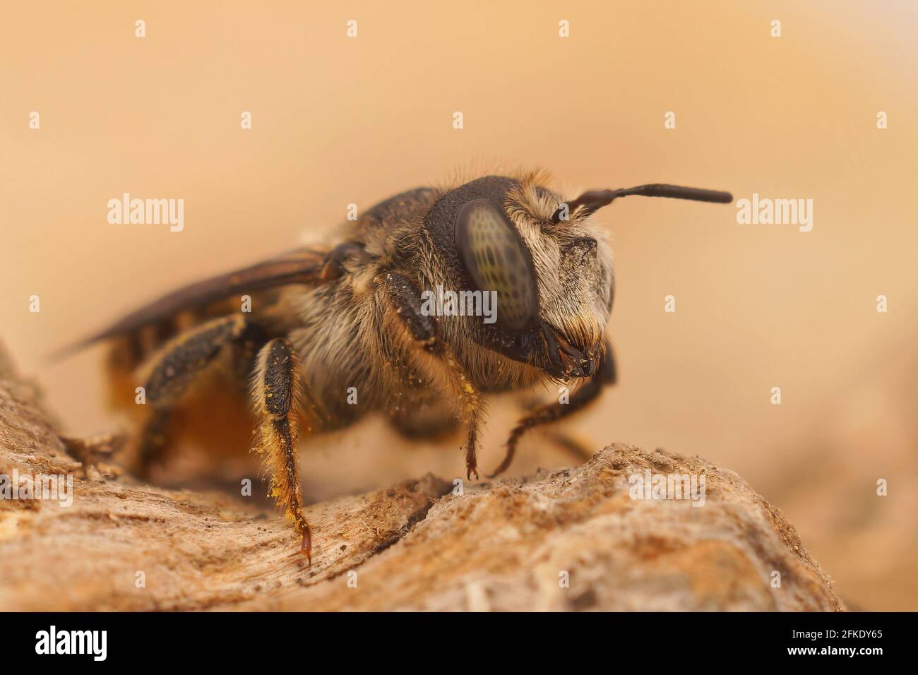 Mediterranean wood boring hi-res stock photography and images - Alamy
