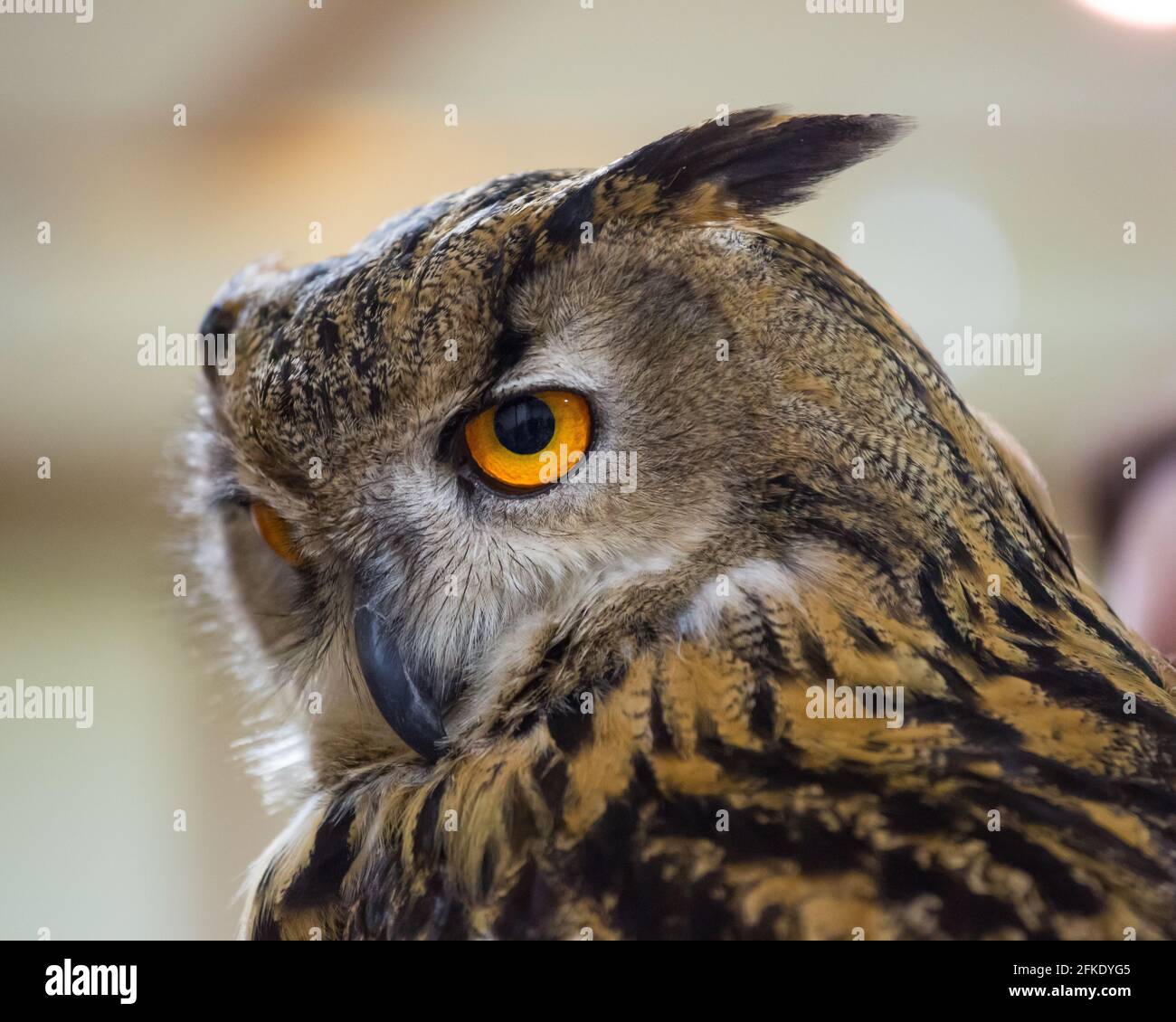 Close up of an eagle owl with pin sharp eye and feathers Stock Photo ...