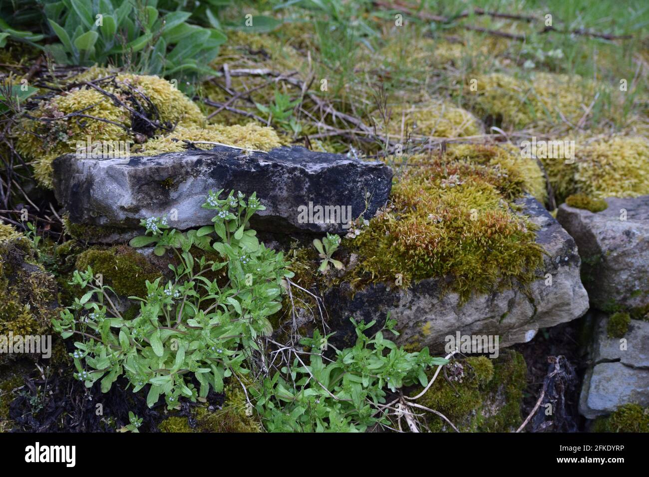Field forget-me-nots on a Dry stone wall Stock Photo - Alamy