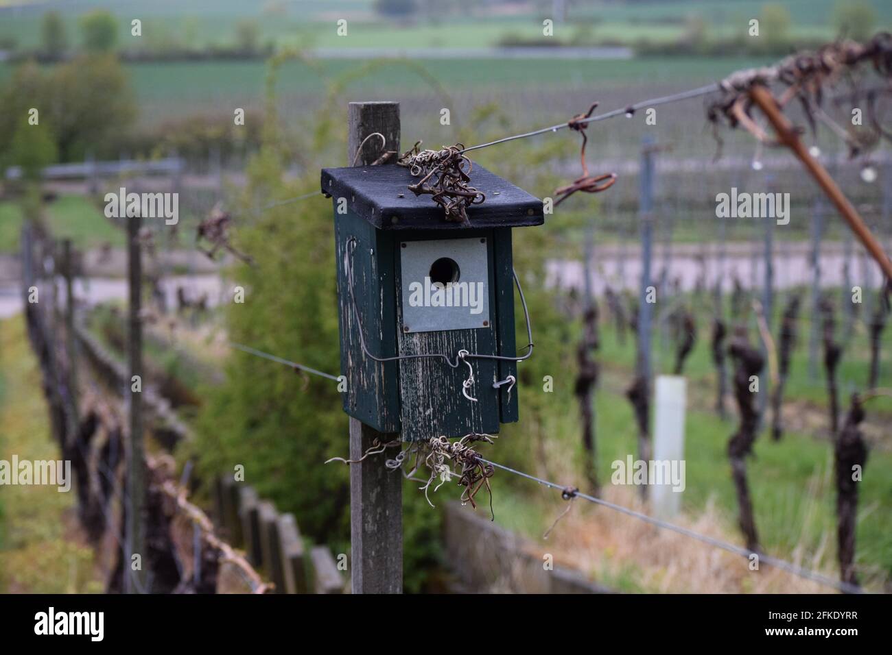 a Starling nest box in the Vineyard Stock Photo - Alamy