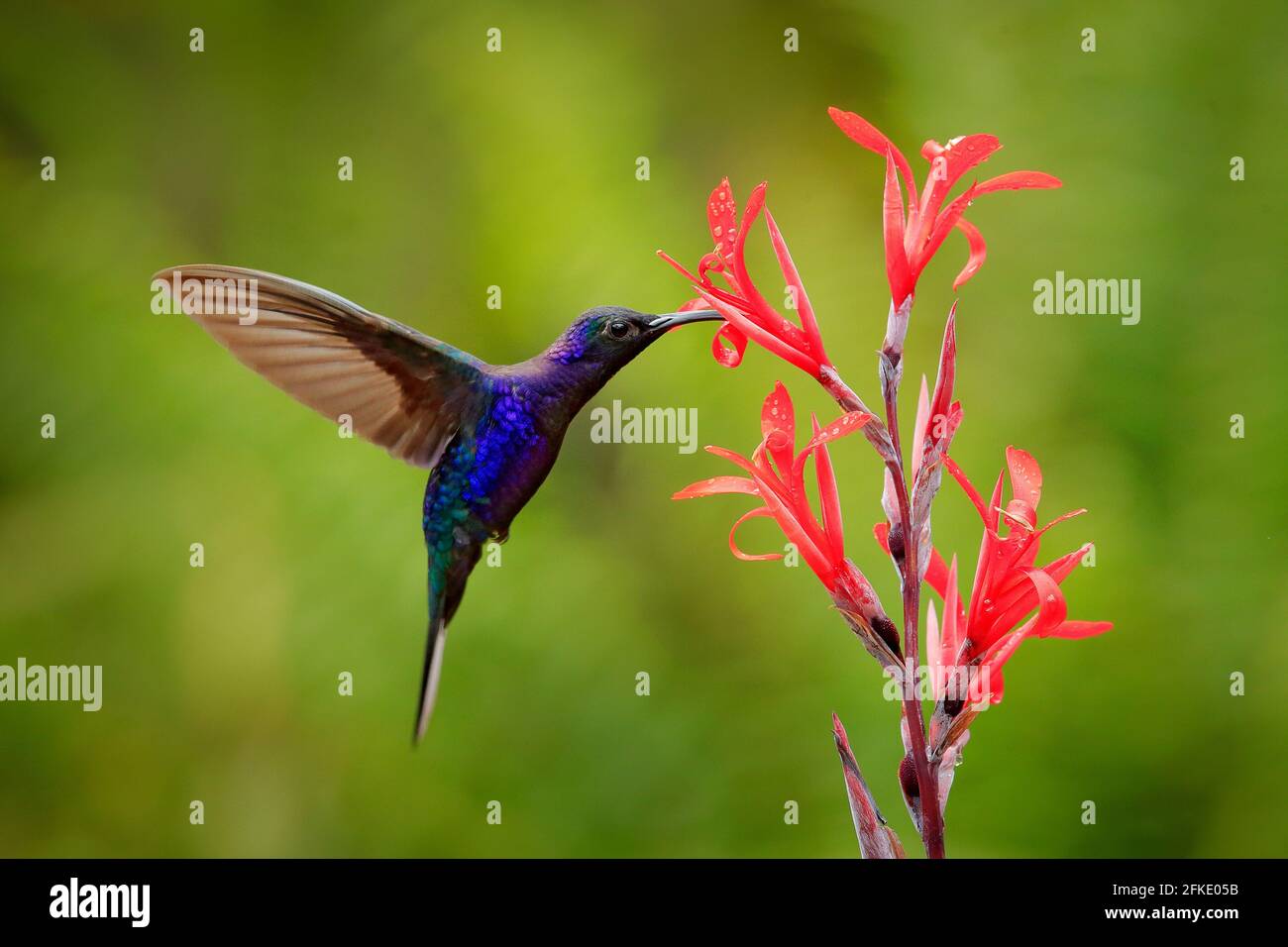 Blue Hummingbird In Flight