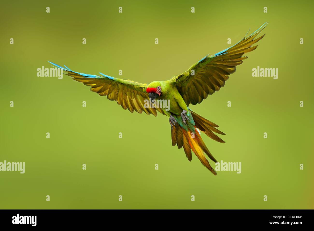 Great green macaw, Ara ambiguus, also known as Buffon's macaw. Wild ...