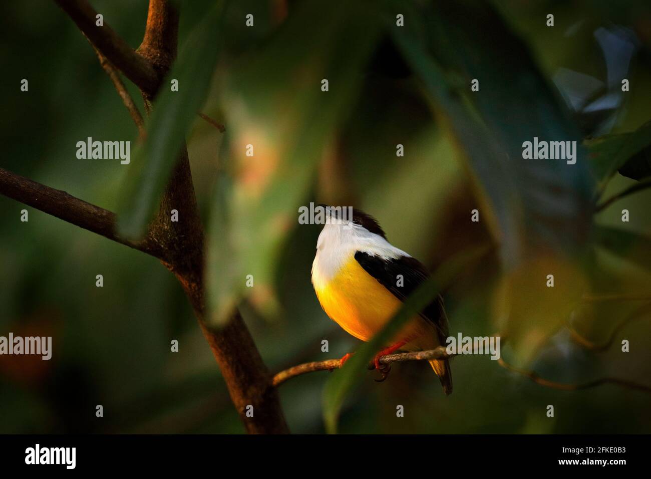 White-collared Manakin, Manacus candei, blyck white yellow tropic bird ...