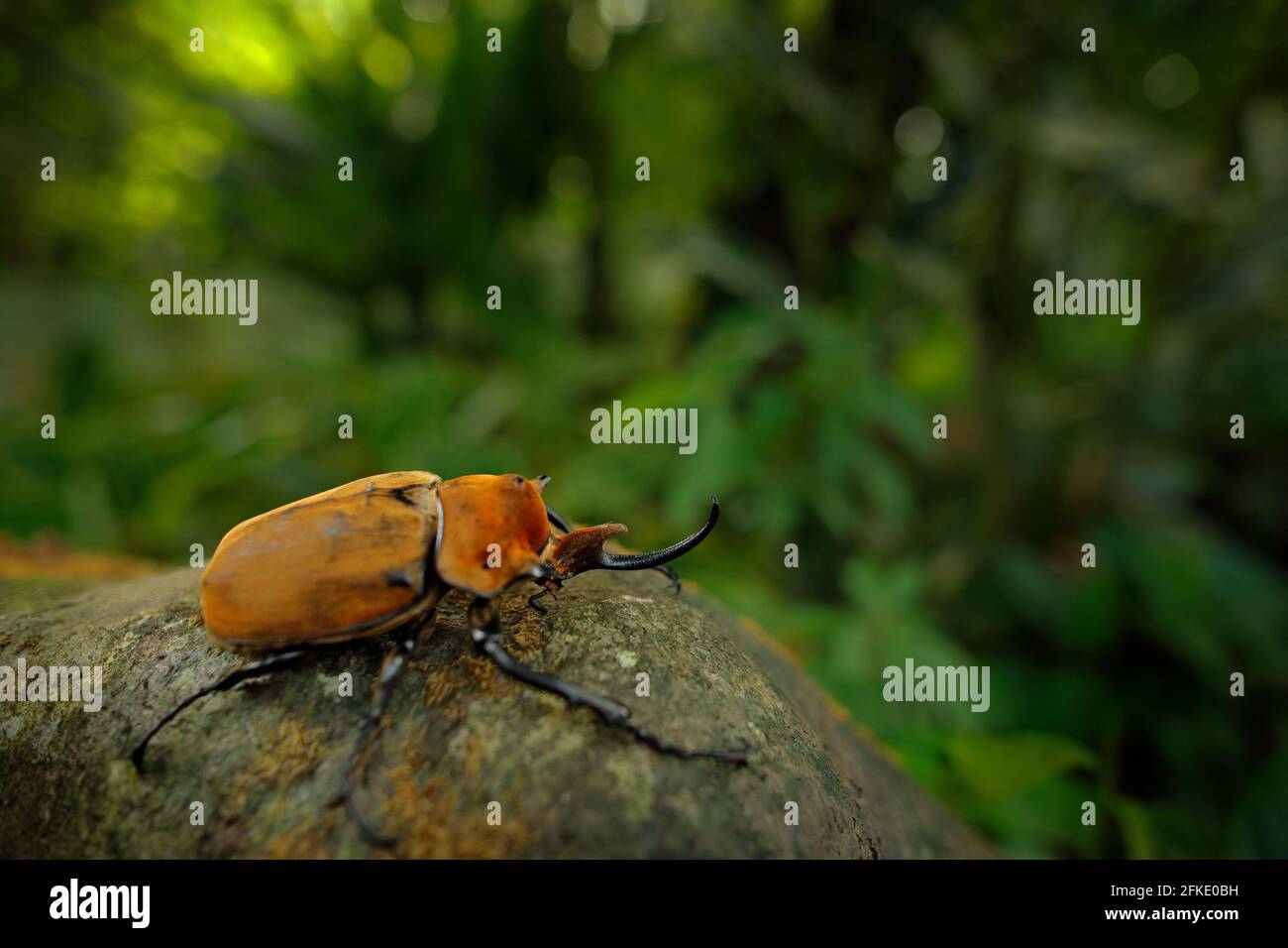 Elephant beetle hi-res stock photography and images - Alamy