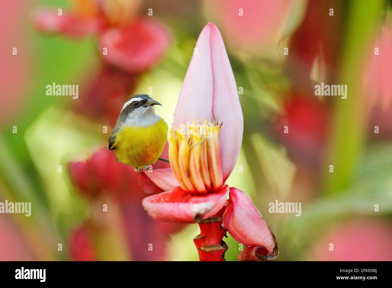 Banana pink red flower bloom with bird. Bananaquit, Coereba flaveola ...