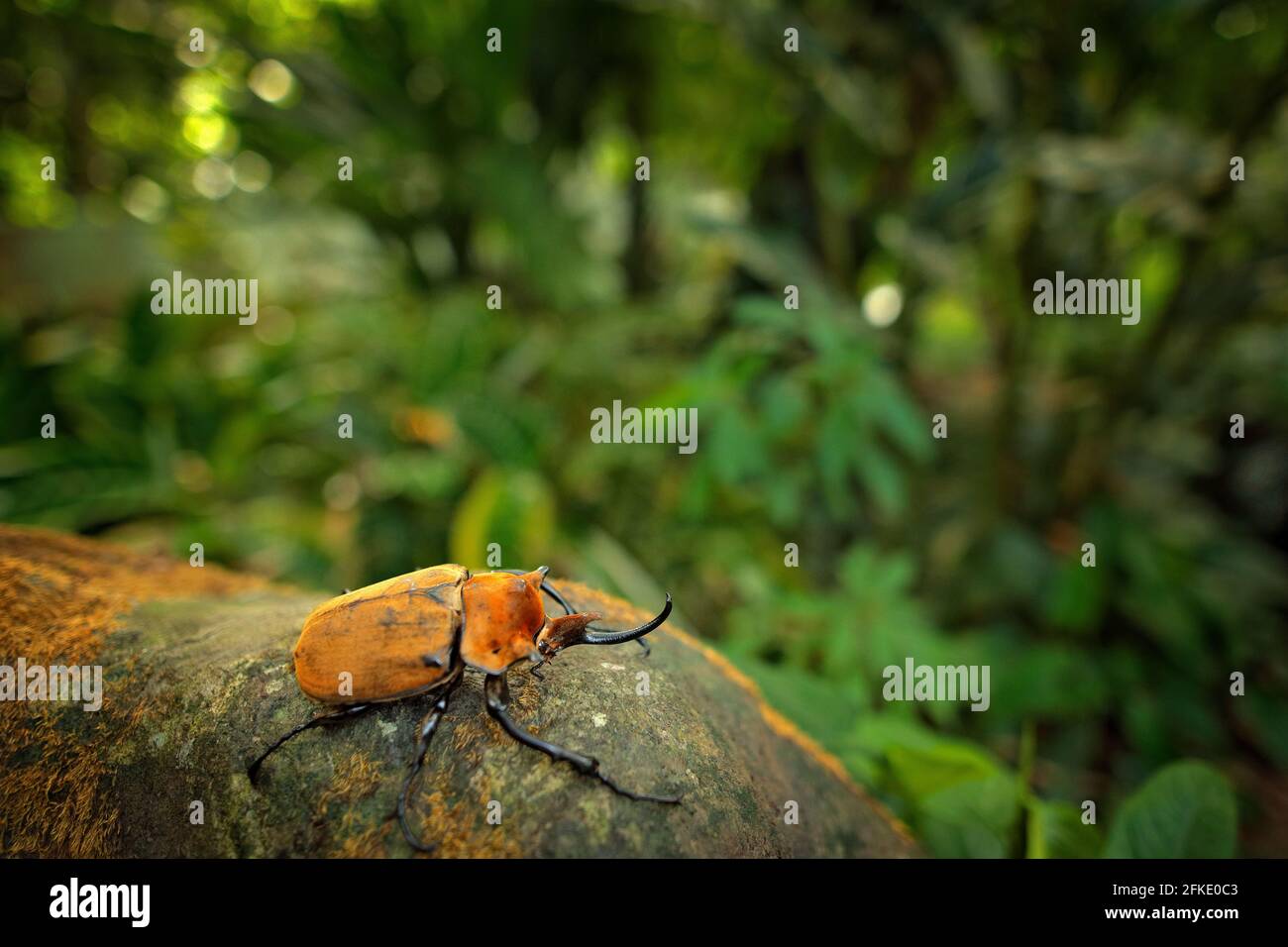 Rhinoceros elephant beetle, Megasoma elephas, very big insect from rain ...