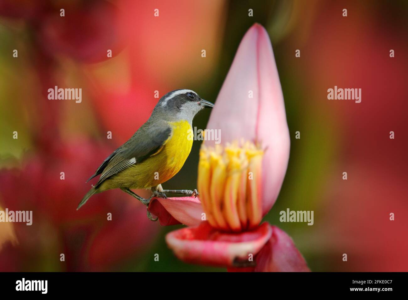 Banana pink red flower bloom with bird. Bananaquit, Coereba flaveola ...