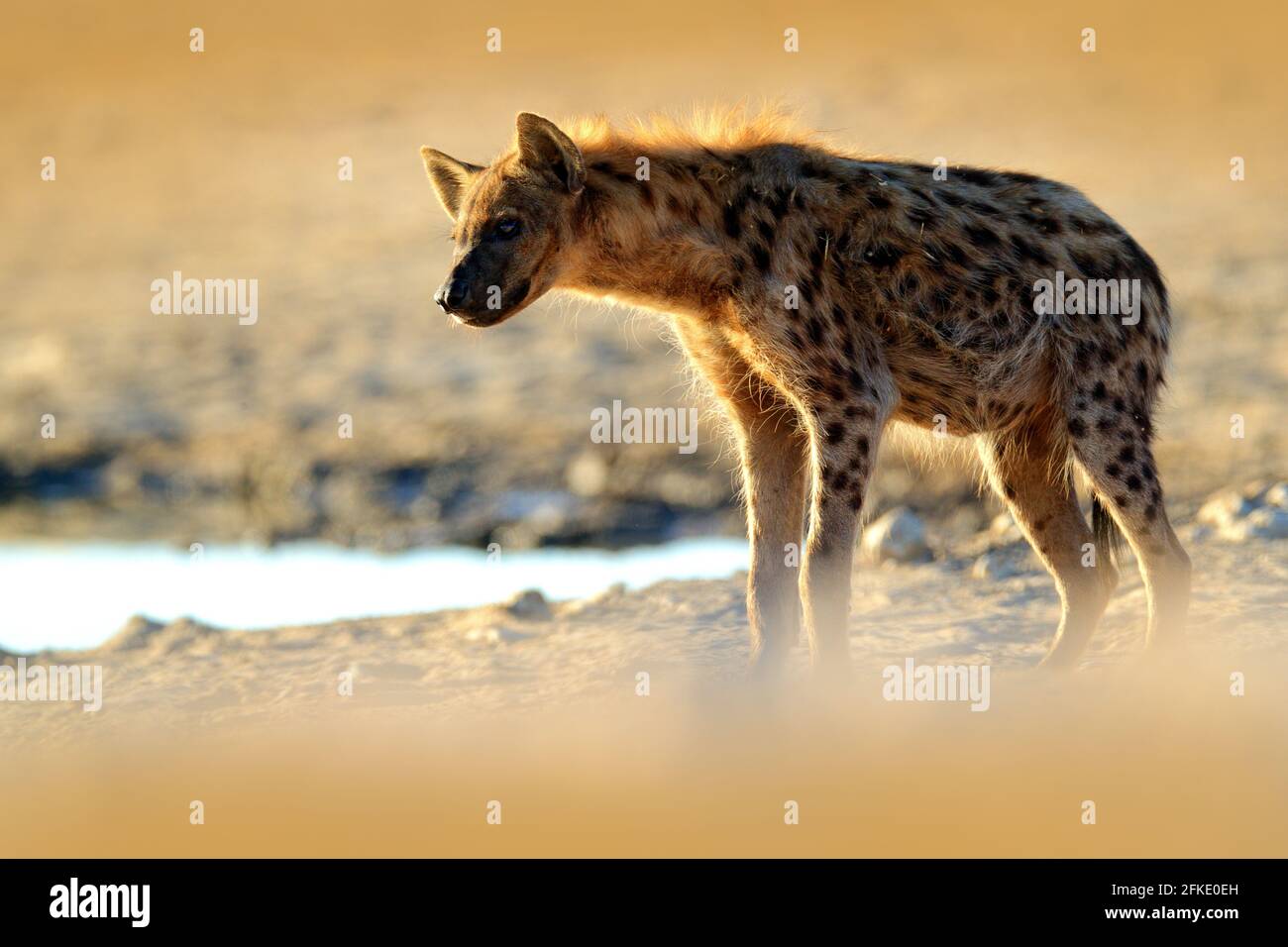 Angry hyena hi-res stock photography and images - Alamy