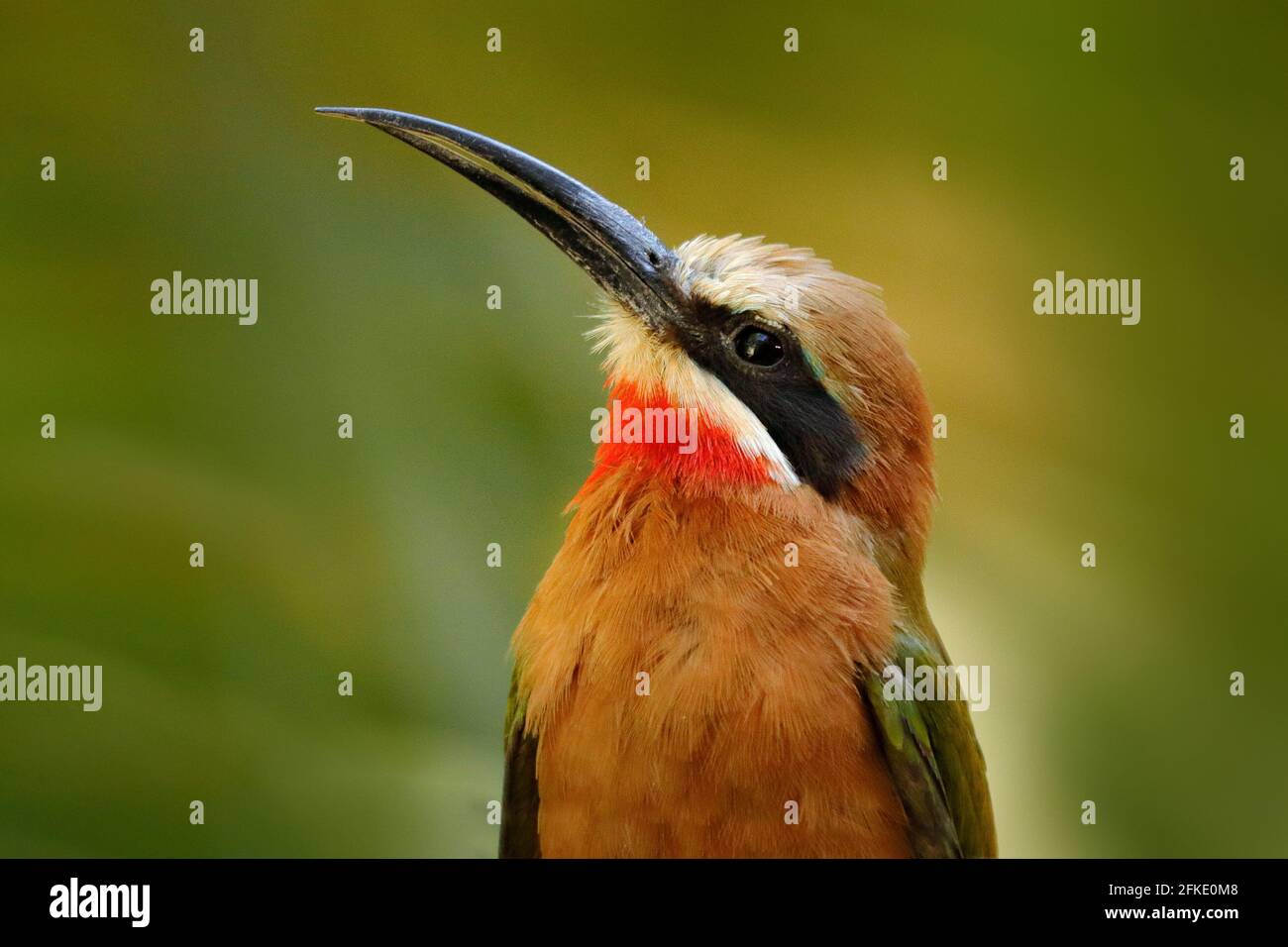 Are in the habit of hi-res stock photography and images - Alamy