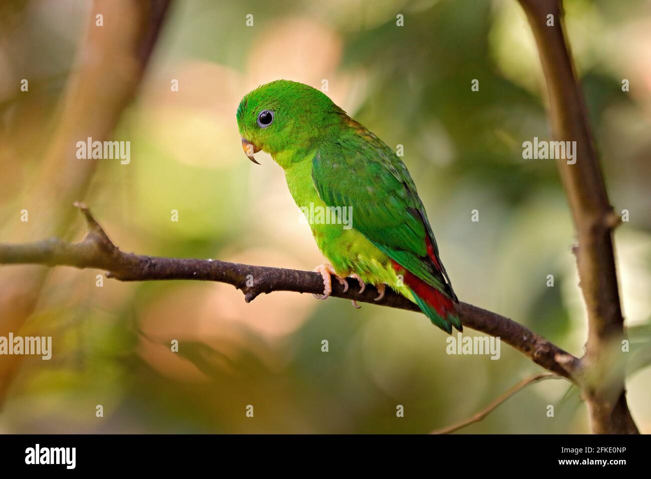 Blue-crowned hanging parrot, Loriculus galgulus, bird Barma, Thailand ...