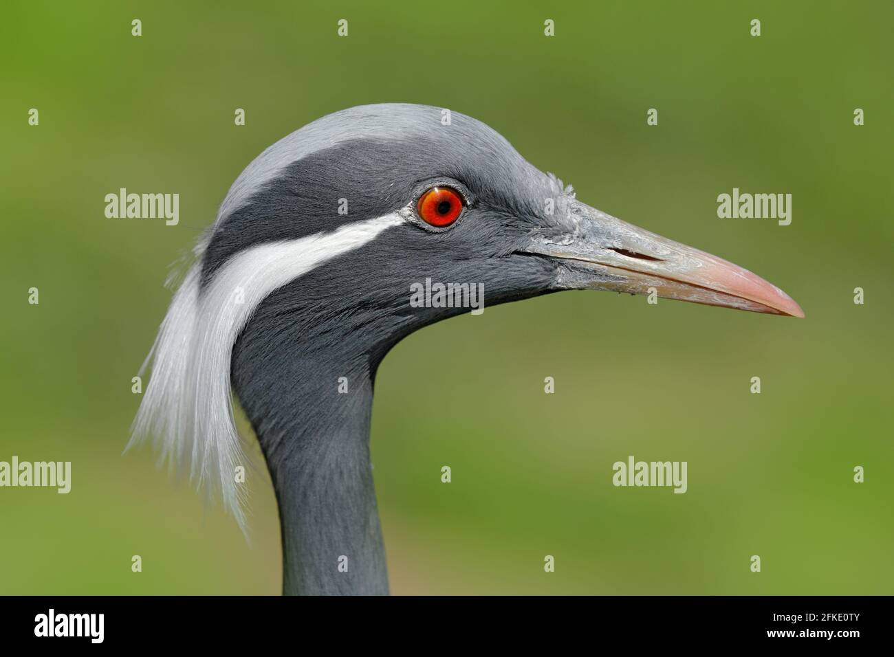 Detail portrait of beautiful crane. Bird in green nature habitat, India ...
