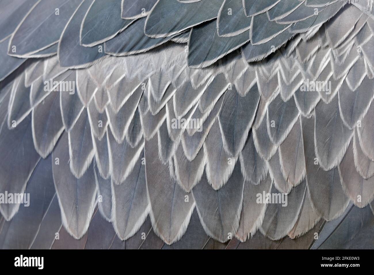 Close-up detail of plumage feather of grey Shoebill, Balaeniceps rex ...