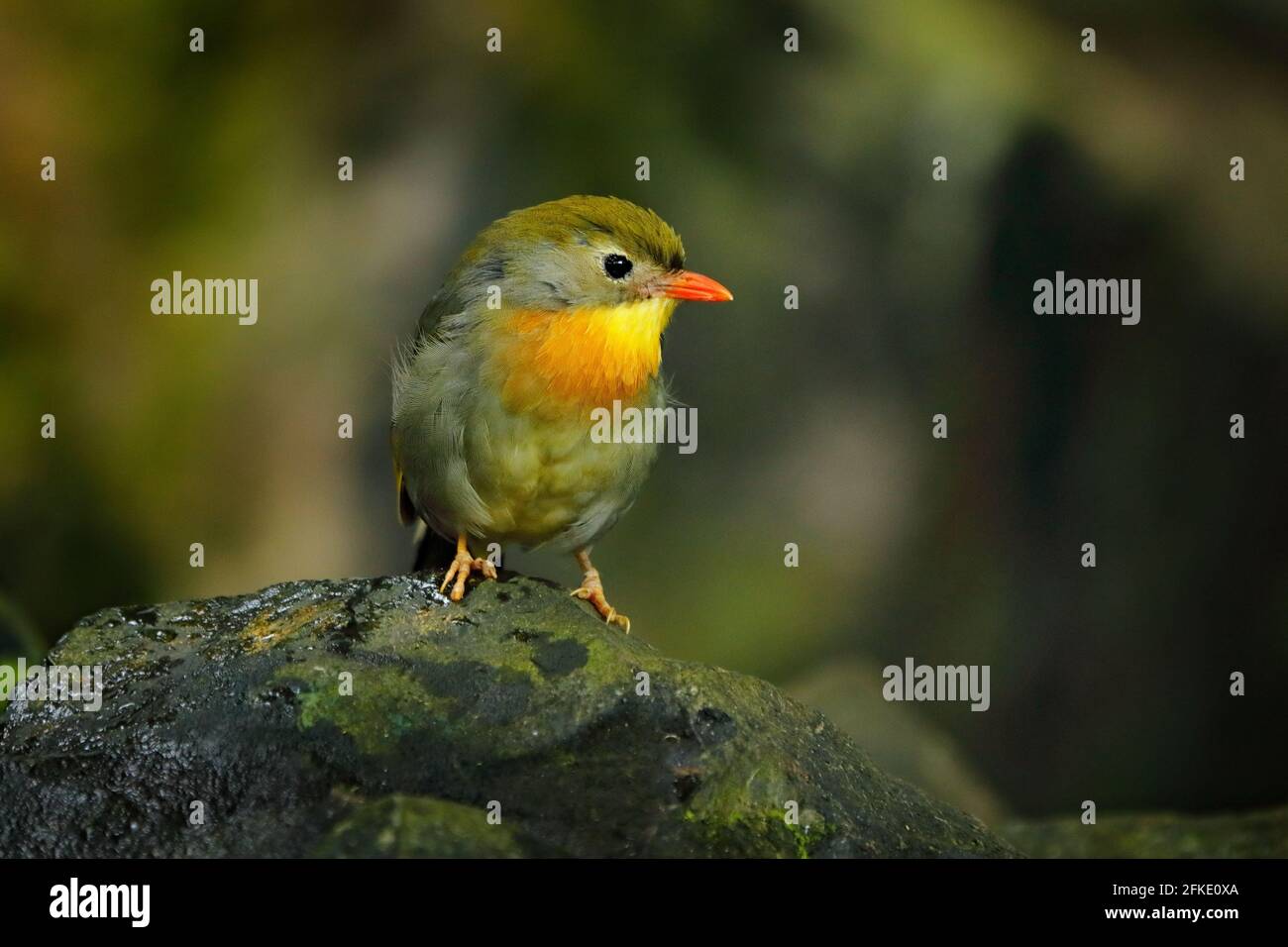 Red-billed leiothrix, Leiothrix lutea, rare bird from southern China ...