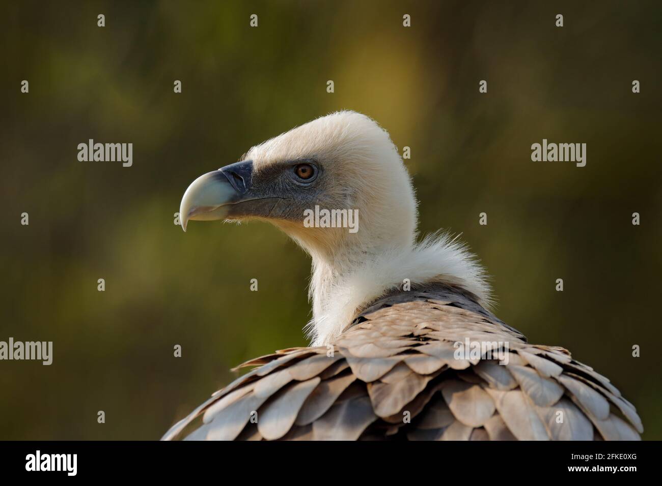 Gyps himalayensis, Himalayan Griffon, in the rocky habitat. Bird Asia ...