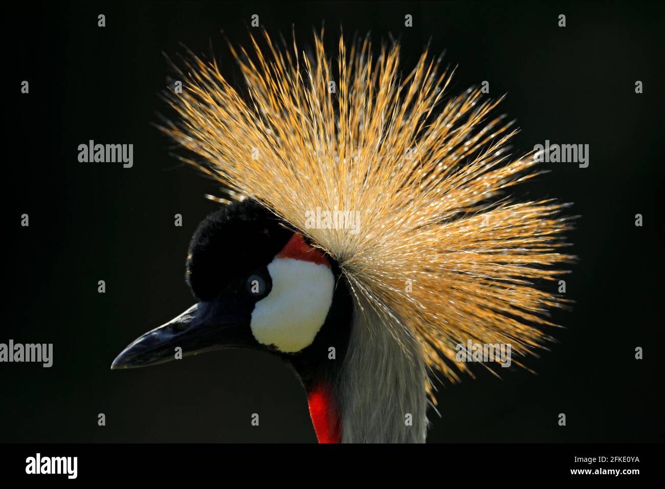 Beautiful gold bird crest. Art image of bird. Grey crowned crane ...