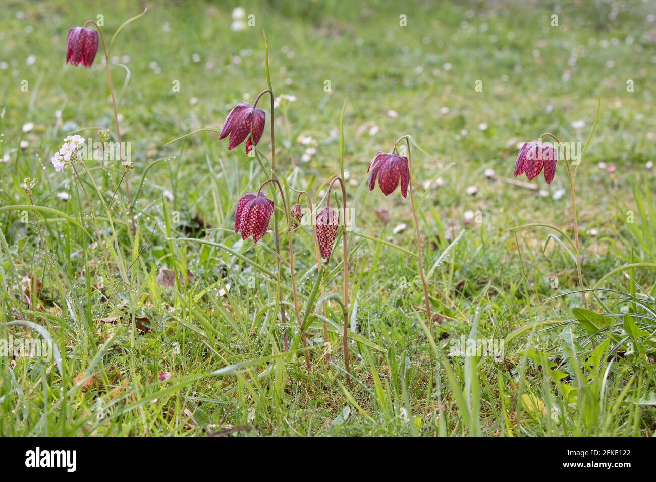 Drooping bell flower hi-res stock photography and images - Alamy