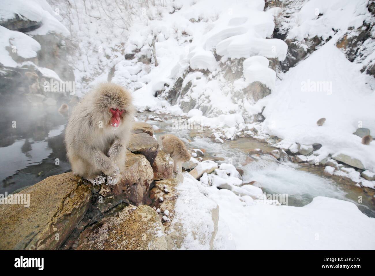 Monkey Japanese macaque, Macaca fuscata, red face portrait in the cold ...