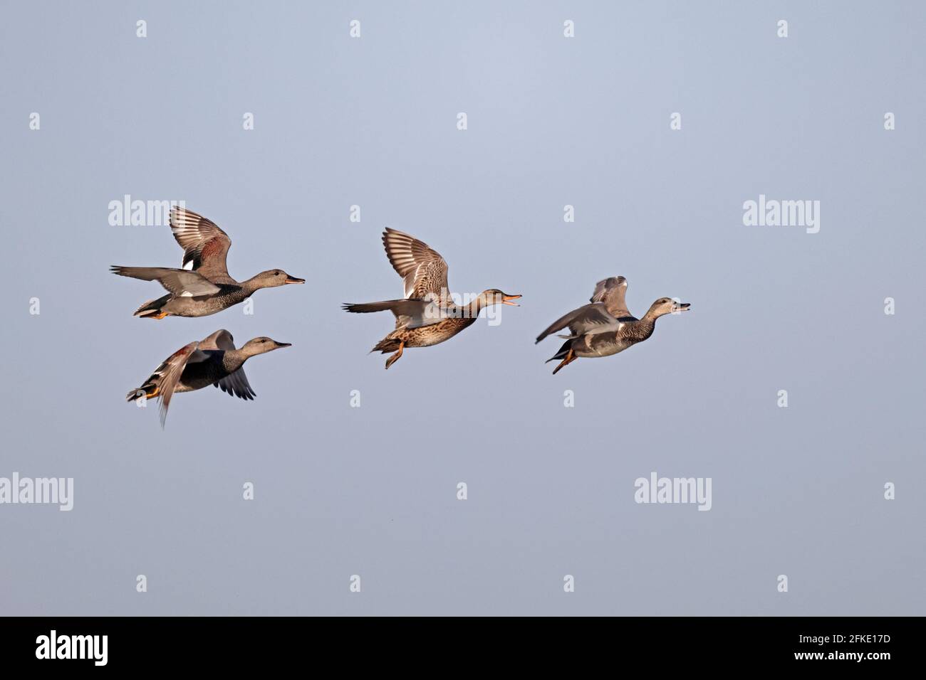 Gadwall uk female hi-res stock photography and images - Alamy