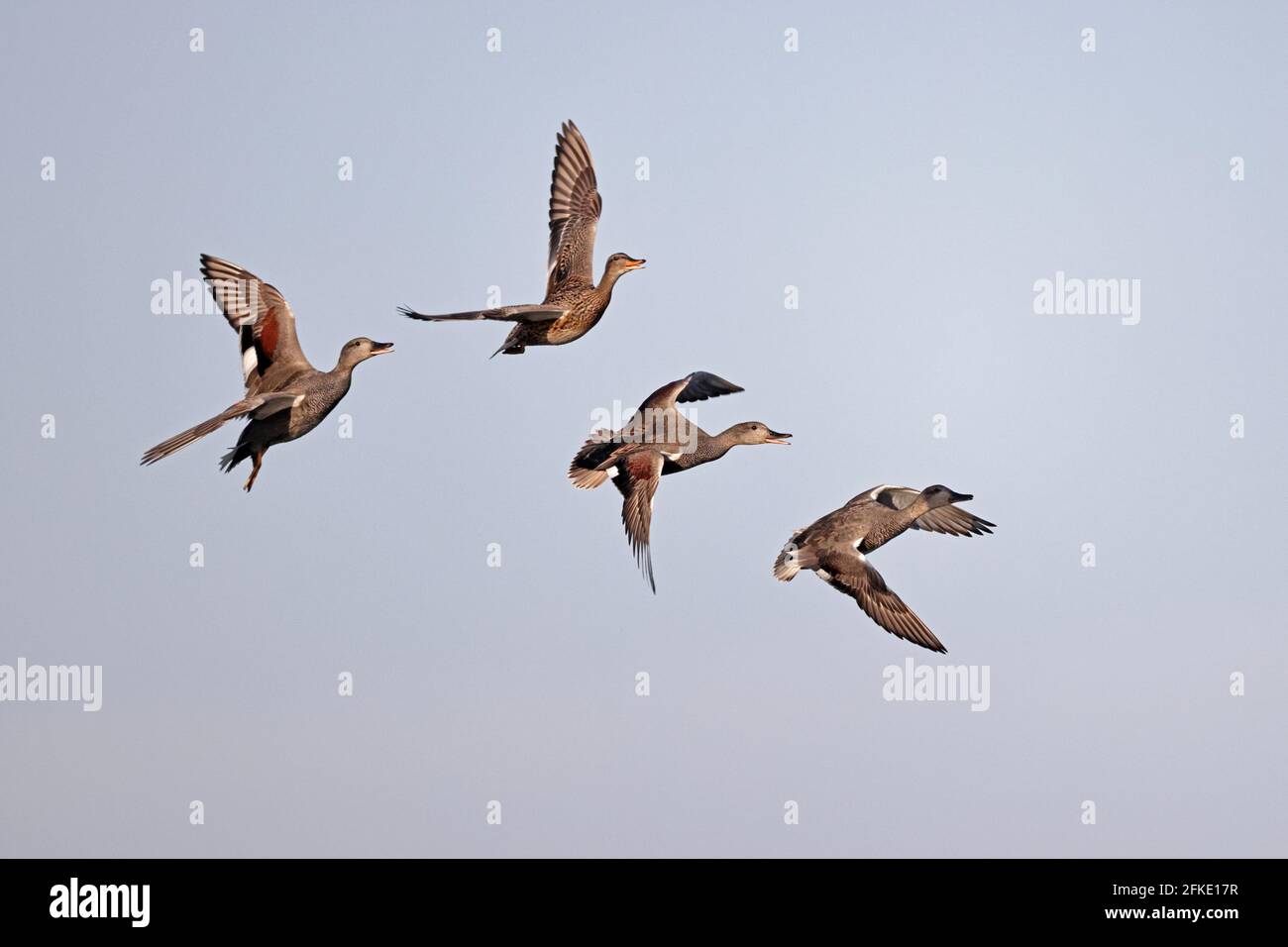 Gadwall in flight at Shapwick Heath Somerset UK Stock Photo - Alamy