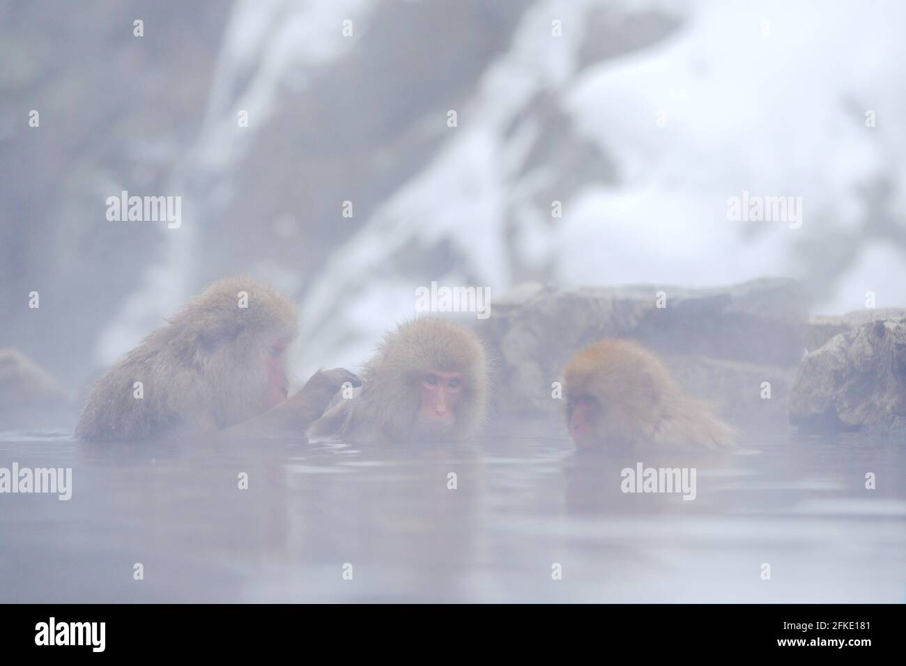 Monkey Japanese macaque, Macaca fuscata, red face portrait in the cold ...