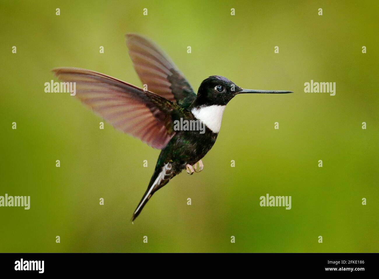 Black Inca Hummingbird