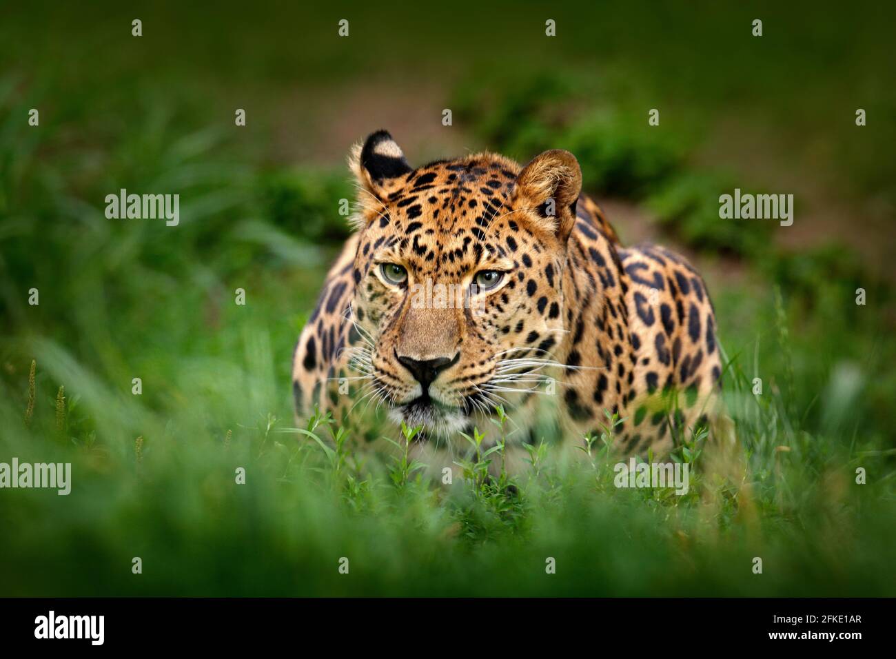 Javan leopard, Panthera pardus melas, portrait of cat in the dark ...