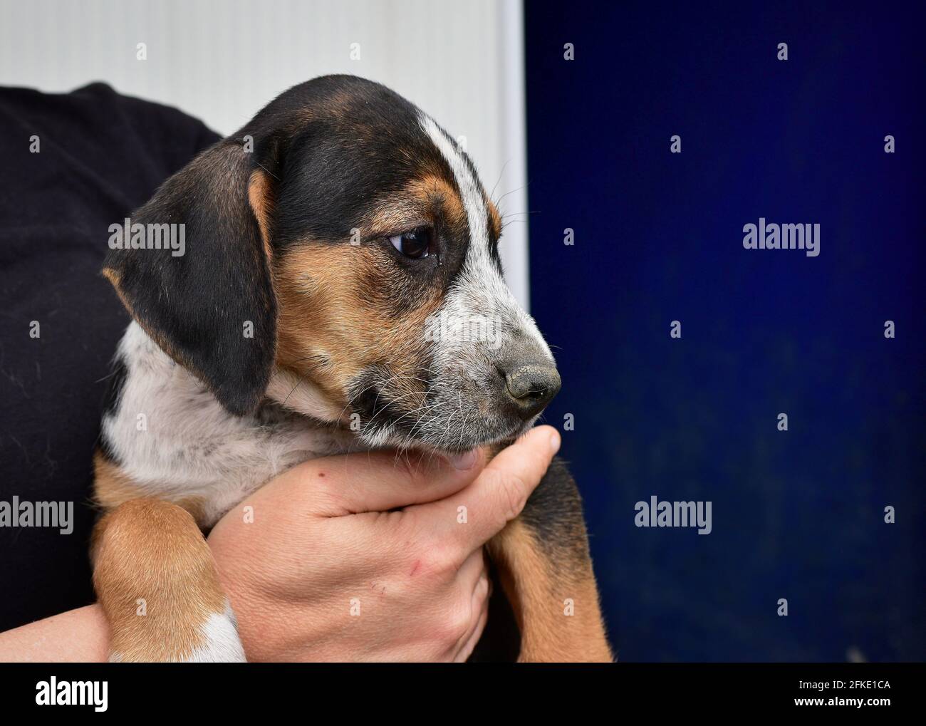 Closeup shot of a person holding a cute beagle puppy Stock Photo - Alamy