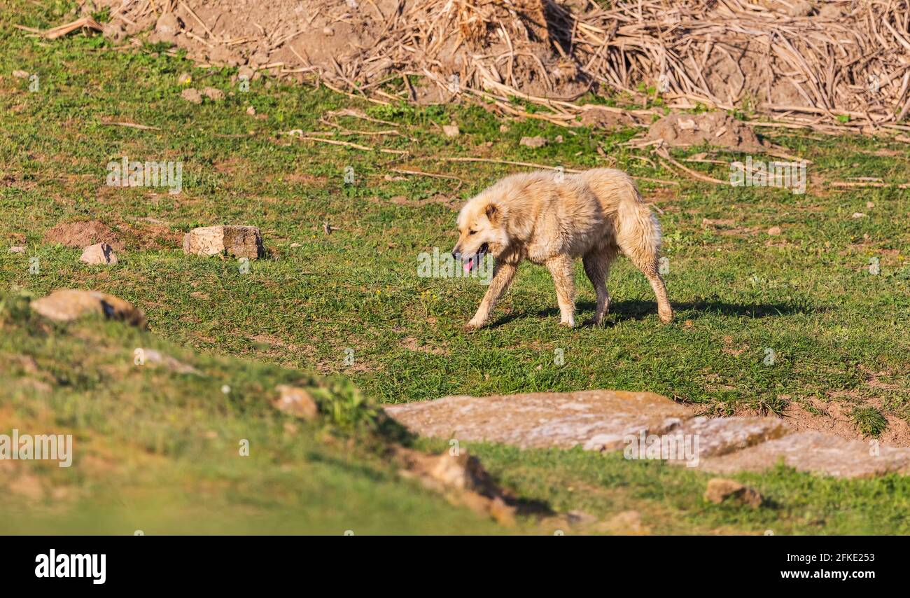 Activity field dog scenery nature hi-res stock photography and images ...