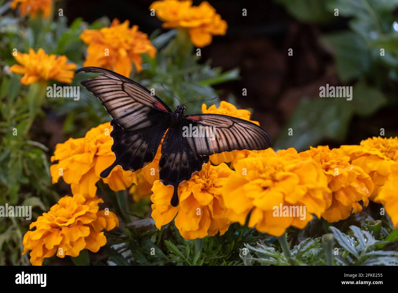 Great Mormon Butterfly (Paplio memnon) a female black swallowtail ...