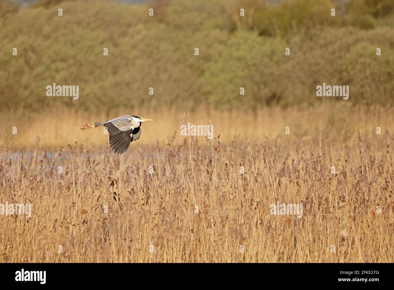 Grey Heron in flight over reed beds Shapwick Heath Somerset UK Stock ...