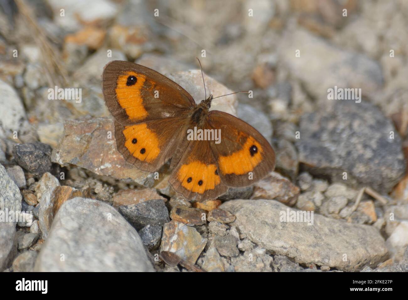 Spanish Gatekeeper (Pyronia bathseba) on the ground Stock Photo - Alamy