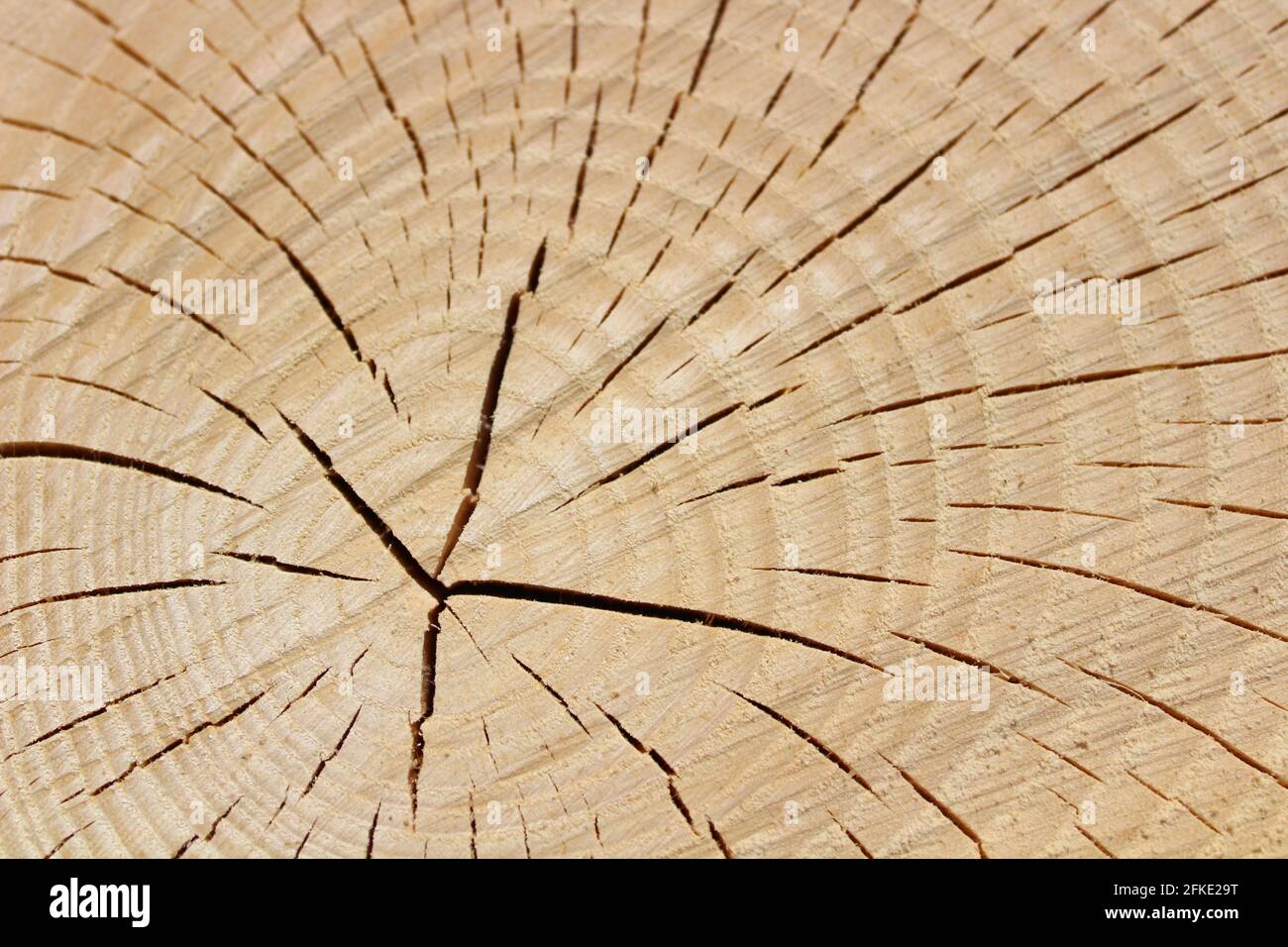 wooden structure of a tree trunk Stock Photo - Alamy
