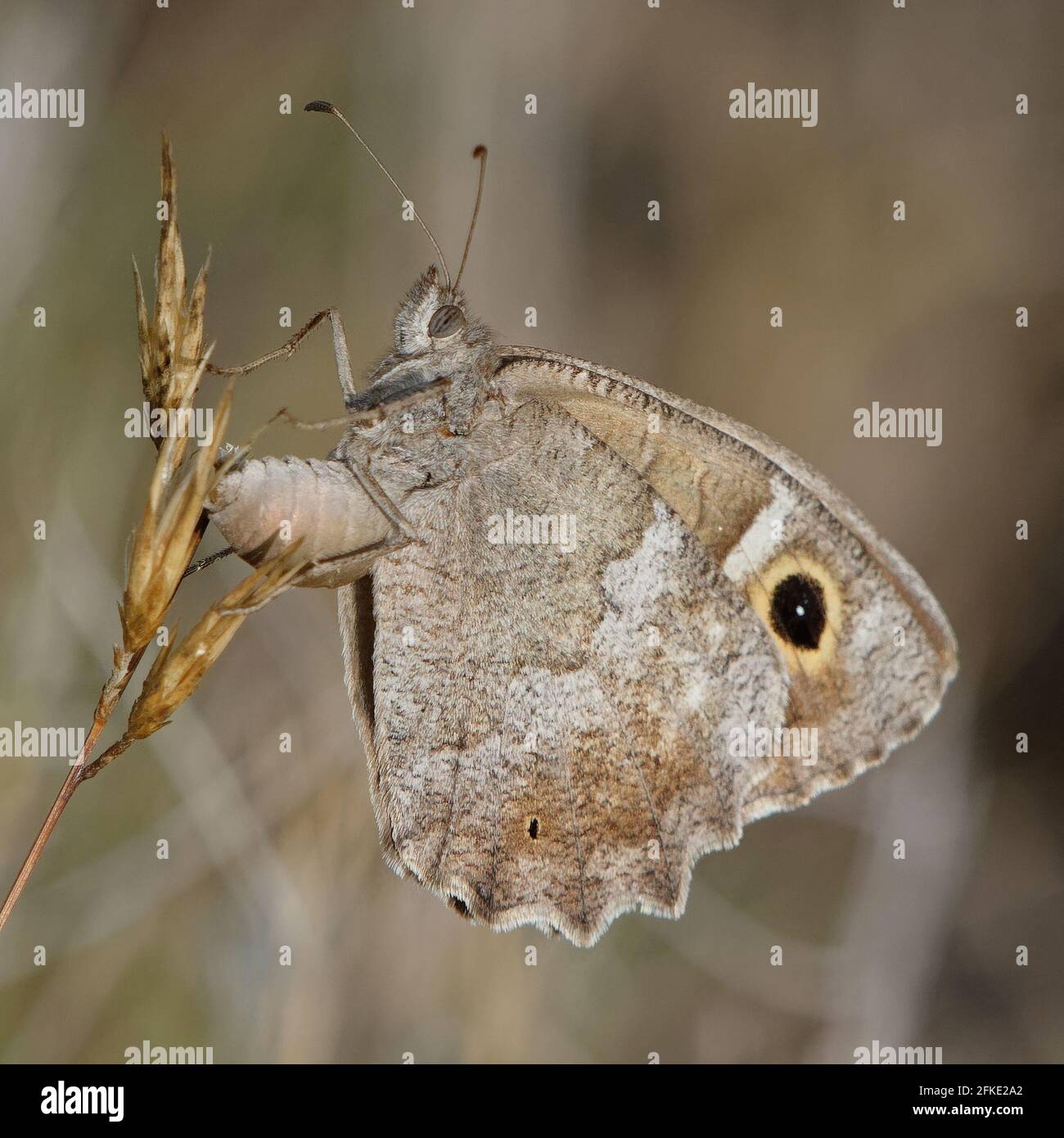 Tree grayling (Hipparchia statilinus Stock Photo - Alamy