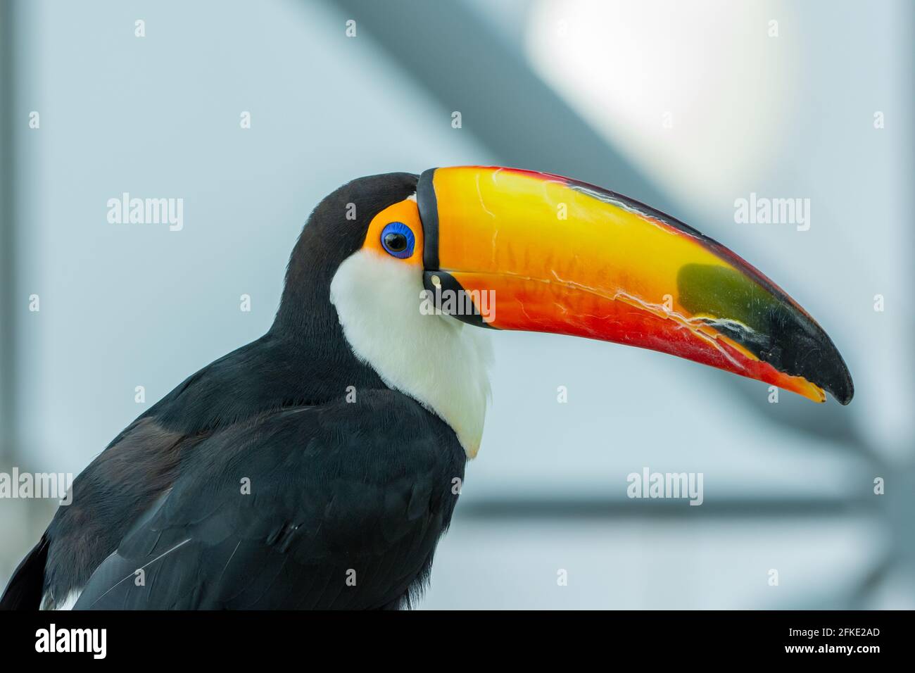 The toco toucan eye close up (Ramphastos toco), also known as the ...