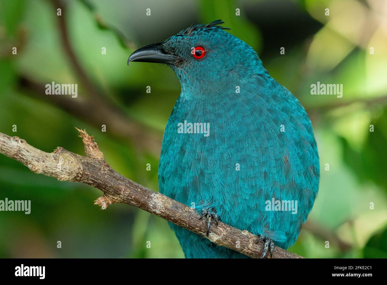 Female Asian fairy-bluebird (Irena puella) very close up, a beautiful ...