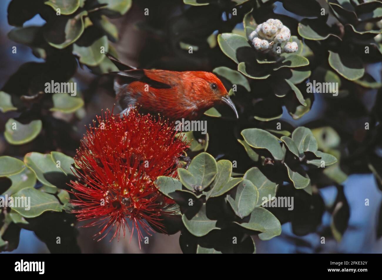 Apapane - on Ohio Flower Himatione sanguinea Big Island, Hawaii ...