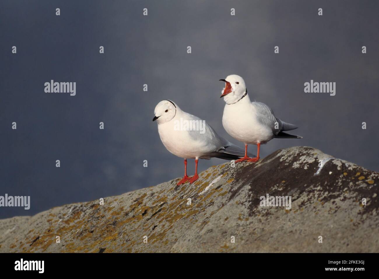 Ross's Gull Rhodostethia rosea Churchill Manitoba, Canada BI003801 ...