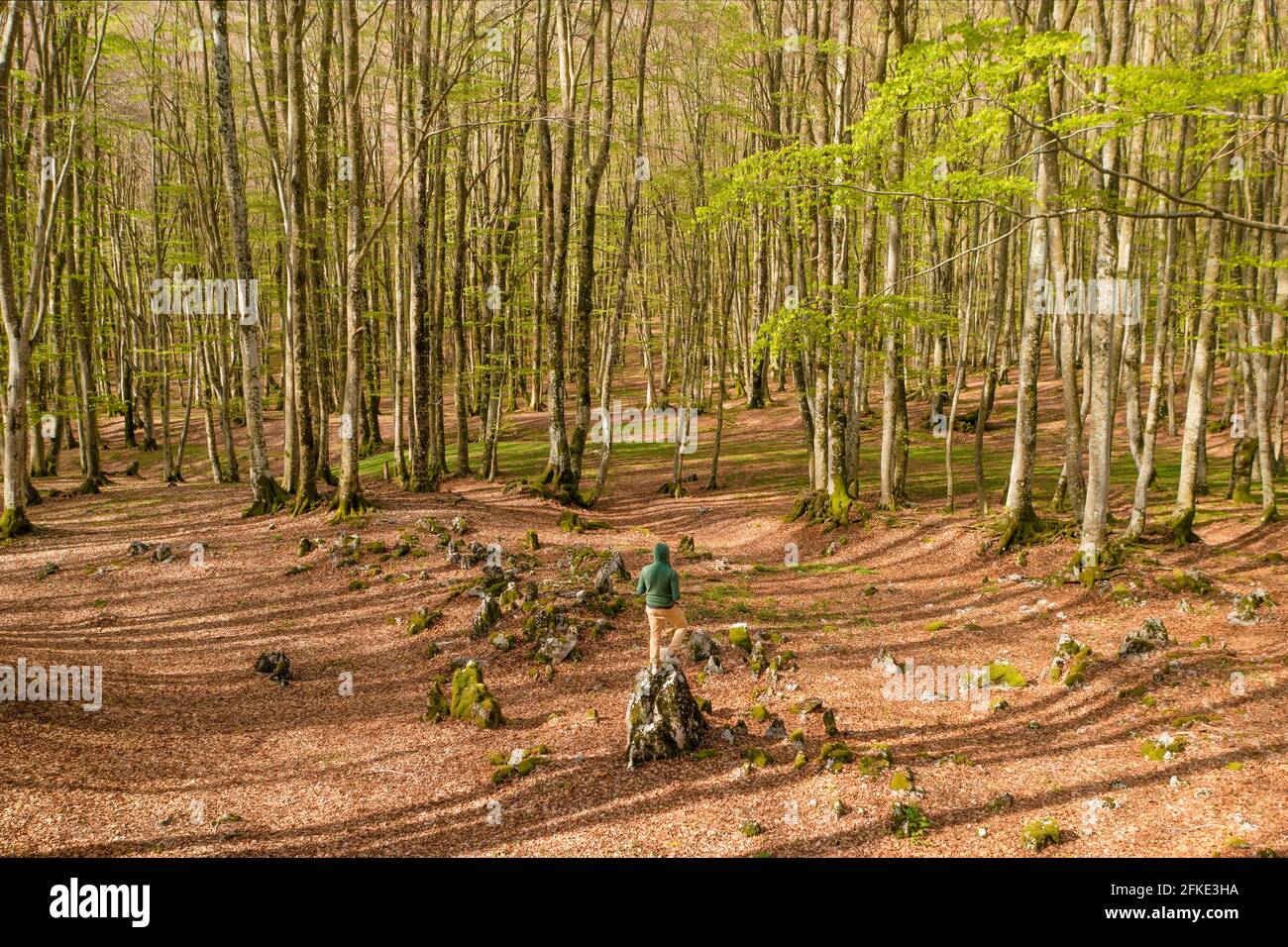 View from above, stunning aerial view of a person walking in a forest ...