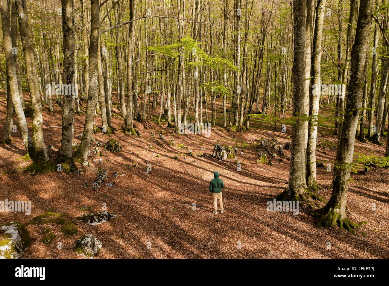 View from above, stunning aerial view of a person walking in a forest ...